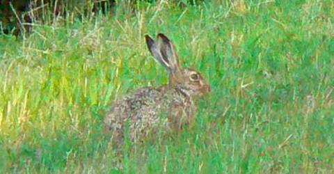 Novembre- Squisita lepre con tocco di fantasia